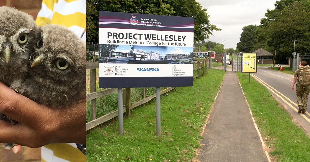 Worthy Down project protects little owlets | www.skanska.co.uk